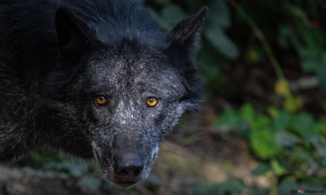 Black Wolf With Yellow Eyes Wallpaper