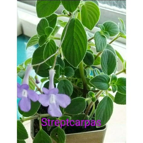 ストレプトカーパス 可憐な薄紫のお花ꕤ︎︎·͜·の通販 By チョコずshop｜ラクマ