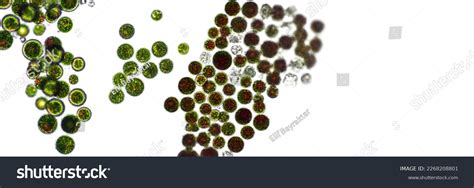 Micro Algue Plus De 8 485 Photos De Stock Libres De Droits Proposées