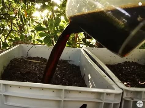 Lixiviado De Lombriz Orgánico 100 Abono Liquido 4 L Envío Gratis