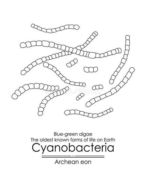 Cyanobacteria Stock Vector Illustration Of Cyanobacteria 300422228