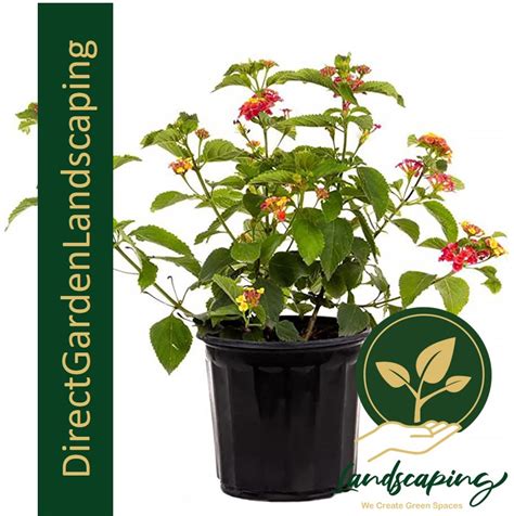 Lantana Singapores 1 Gardening And Landscaping Company