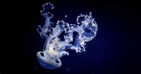 Jellyfish Photography