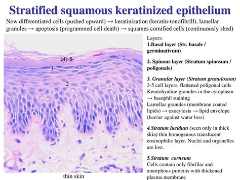 Stratified Squamous Epithelium Keratinized Skin