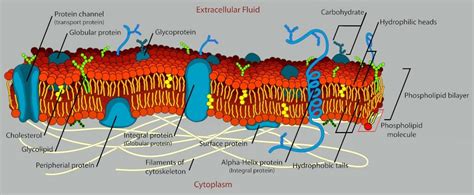 Extracellular Fluid Body Fluid PPT