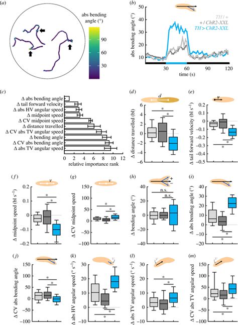 Optogenetic Activation Of Dopamine Neurons Triggers Stopping And