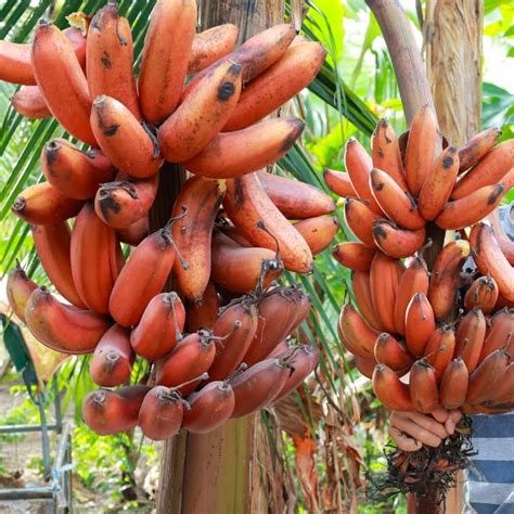 Buy Red Banana Fruit Box Usa Tropical Fruits Delivery Best Tropical