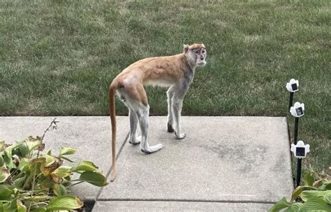 Momo The Monkey Maybe Aa