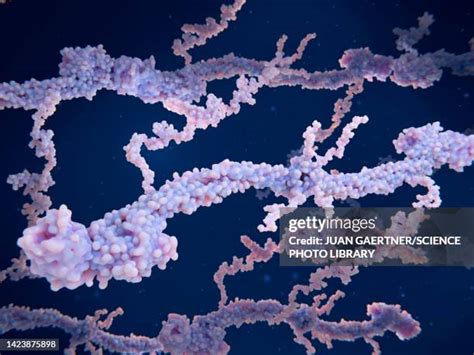 Fibrin Mesh Photos And Premium High Res Pictures Getty Images