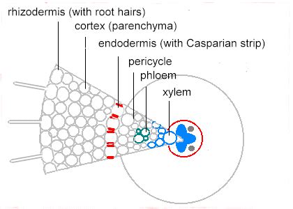 Opiniones De Endodermis