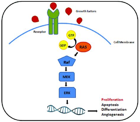 The Biological Role Of The Rasrafmekerk Signaling Pathway In The