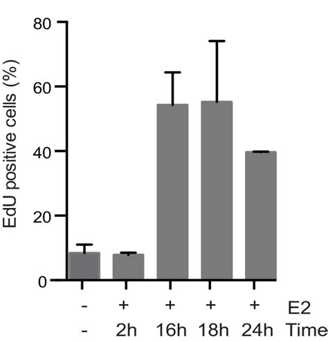 Figures And Data In Co Transcriptional R Loops Are The Main Cause Of Estrogen Induced DNA Damage