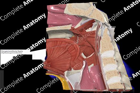 Raphe Muscle Anatomy And Physiology Of The Upper Airway