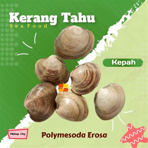 Jual Aneka Seafood Kerang Dara Kerang Bambu Kerang Bulu Kerang Tahu
