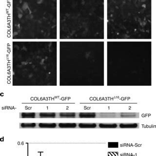 Small Interfering RNA SiRNA Mediated Allele Specific Reduction Of Download Scientific Diagram