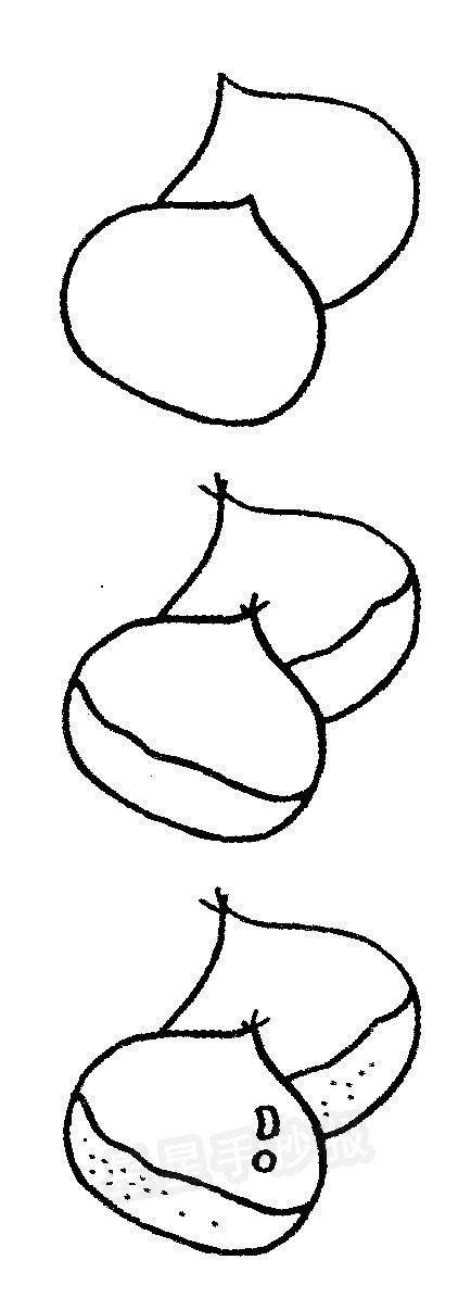 板栗的简笔画 板栗的简笔画图片 苗苗知道