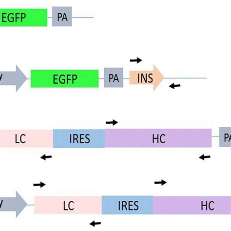 Schematic Display Of The Main Elements In Each Expression Vector Cmv Schematic Display Of The Main Elements In Each Expression Vector Cmv