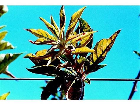 Причини листата на овошките да жълтеят и падат Български Фермер