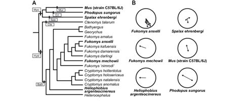 A Taxonomic Distribution Of Rodent Species In Which The Spontaneous