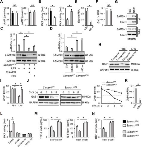 Macrophage Samsn1 Activates Ampkα2 Through Gab1 Shp2 Pka Pathway A B Download Scientific