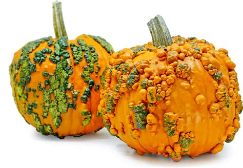 This Weird Grotesque Pumpkin I Saw Floating In The Venice Canals Los