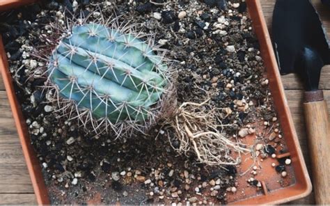 Succulent Root Rot Succulents 101