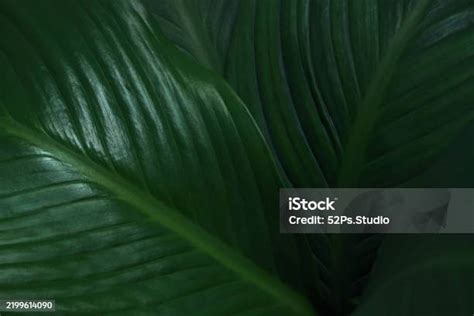 클로즈업 매크로 깊은 녹색 잎 텍스처 열대 우림 Plantabstract 곡선 잎 식물 단풍 어두운 바탕 화면 벽지의 자연 배경 벽지 0명에 대한 스톡 사진 및 기타 이미지