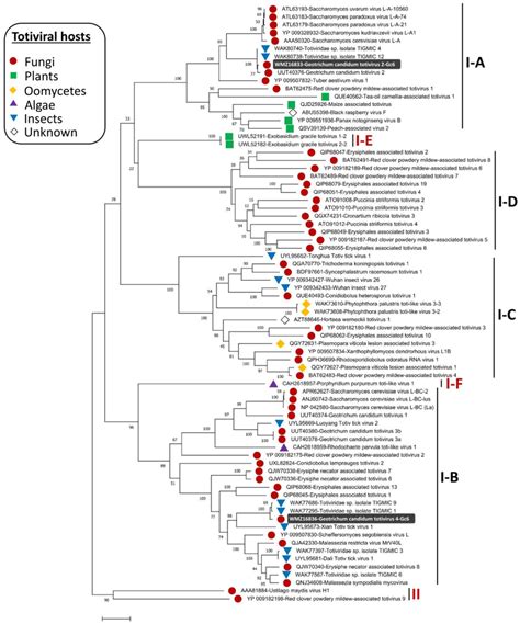 Maximum Likelihood Phylogenetic Tree Based On Multiple Alignments Of
