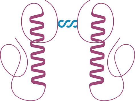 Protein Binding Aptamers The What And The How Aptamer Group