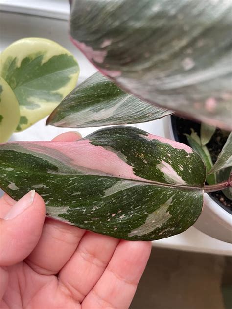 Does The Pink In A Pink Princess Bleach Off When Theres Too Much Light Or Not Enough R