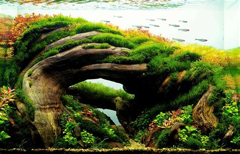 Aquascaping