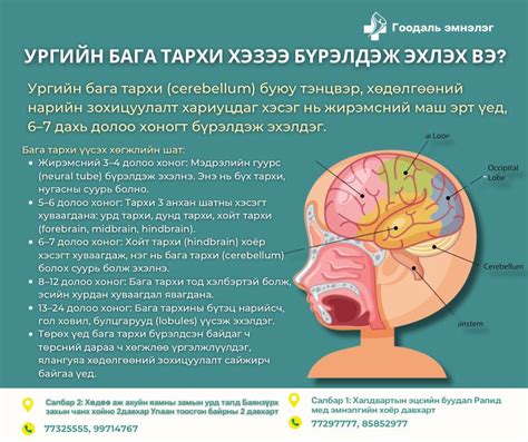 Эмэгтэйчүүдийн Ургийн бага тархи Cerebellum буюу тэнцвэр хөдөлгөөний нарийн зохицуулалт