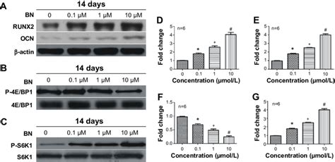 Effects Of Bn On Protein Expression Of Runx2 Ocn P 4ebp1 And