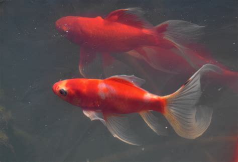 무료 이미지 봄 빨간 물고기 금붕어 잉어 각성 해양 생물학 3347x2277 746945 무료 이미지 Pxhere