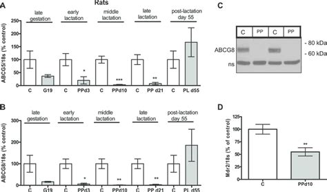 Expression Of Atp Binding Cassette Abc Transporters Abcg5 Abcg8 And Download Scientific
