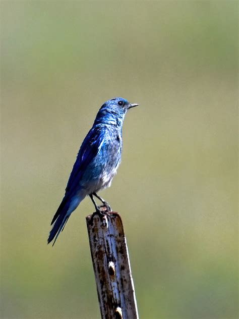 Bluebird Vs Bluebird Birding Pi