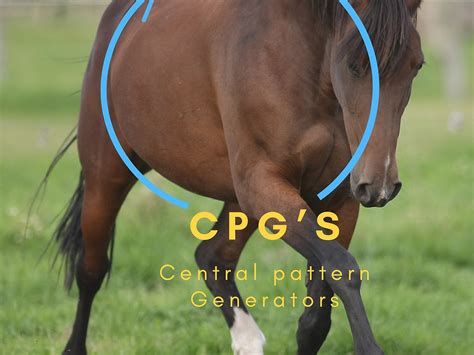 The Codependency Of Central Pattern Generators And Self Carriage