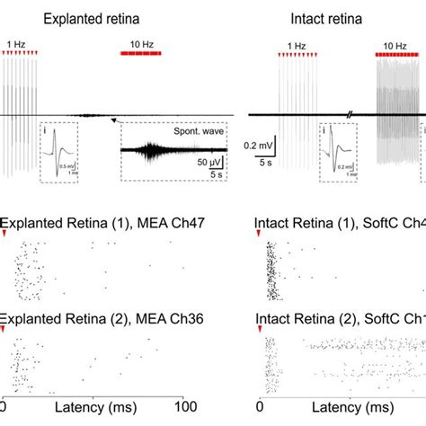 A Responses To Electrical Stimulation In Ex Planted And Intact