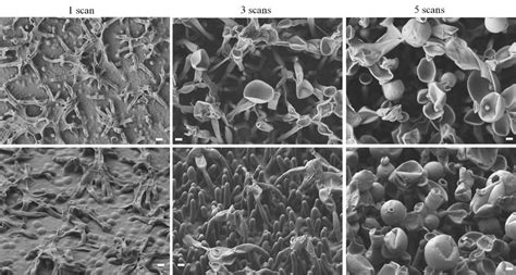 Sem Pictures Magnification X10000 Of A Mcp B Mcbp C Pcbp And