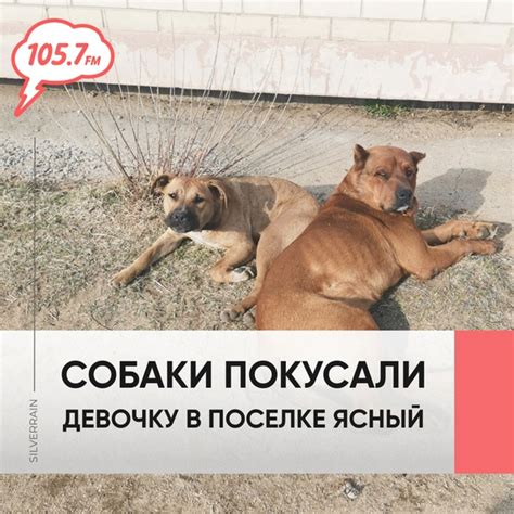 Две собаки напали на маленькую девочку в поселке Ясный под Читой вечером 24 апреля С виду