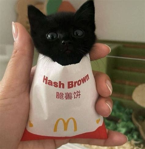 A Ray Of Sunshine In The Form Of 22 Fuzzy Feline Funnies December 30