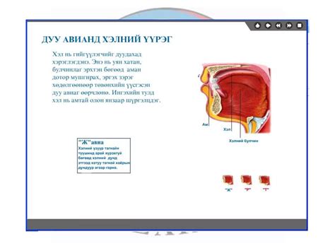 лекц 3 амьсгалын эрхтэн тогтолцоо Pptx