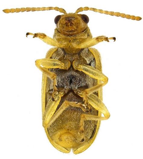 Monoxia Angularis Monoxia Bugguide