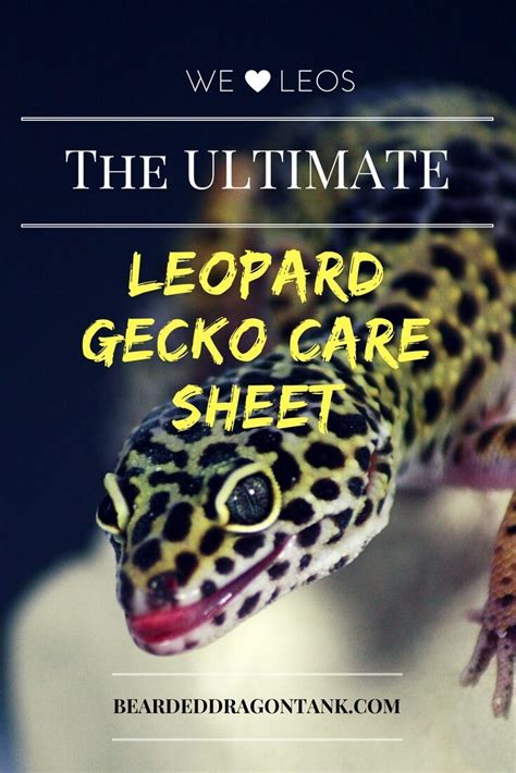 Printable Leopard Gecko Care Sheet Printable Free Templates