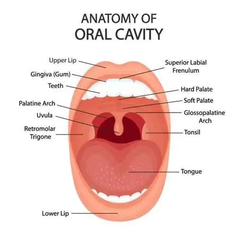 Inside The Mouth Anatomy