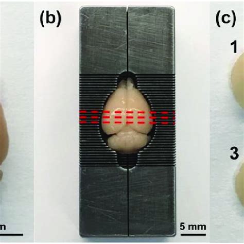 Sample Preparation Protocol A Brain Extracted After Cardiac Download Scientific Diagram