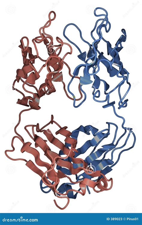 Antibody Structure Vector Diagram 252924353