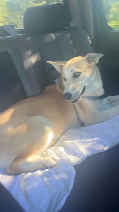 سگه زیبا 👀 Youtube