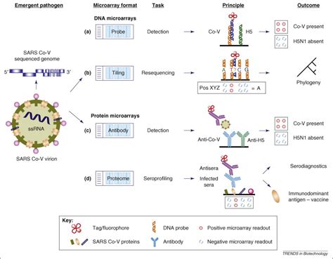 Applications Of Microarrays In Pathogen Detection And Biodefence