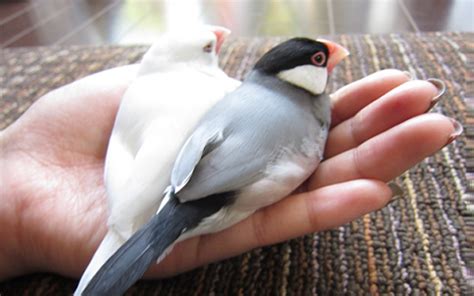 文鳥は飼いやすい性格や飼い方をまとめました